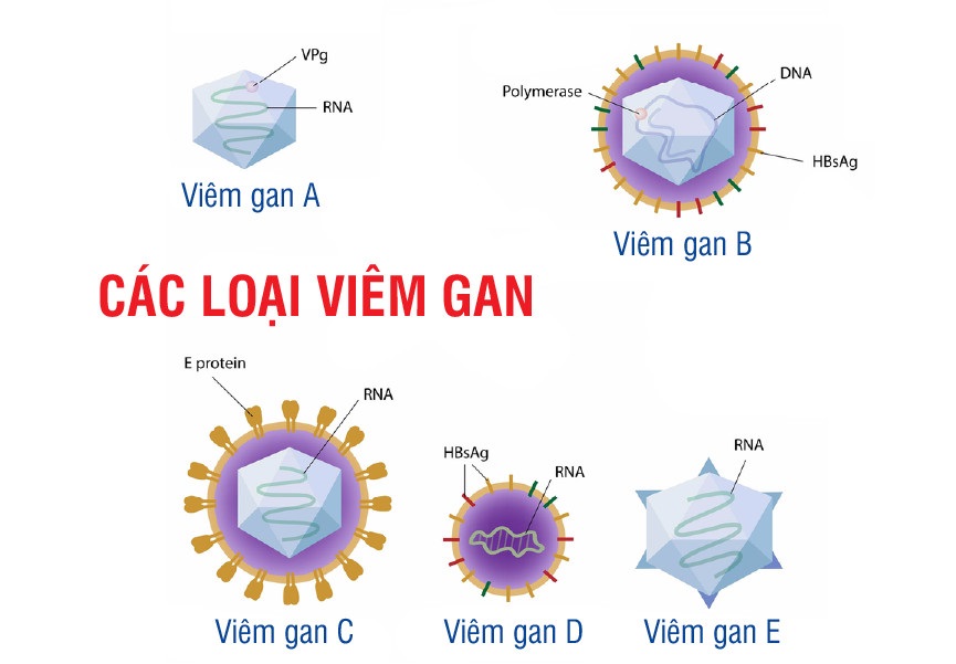 VIÊM GAN VIRUS LÀ GÌ? HÃY HÀNH ĐỘNG ĐỂ BẢO VỆ SỨC KHỎE BẢN THÂN VÀ GIA ...